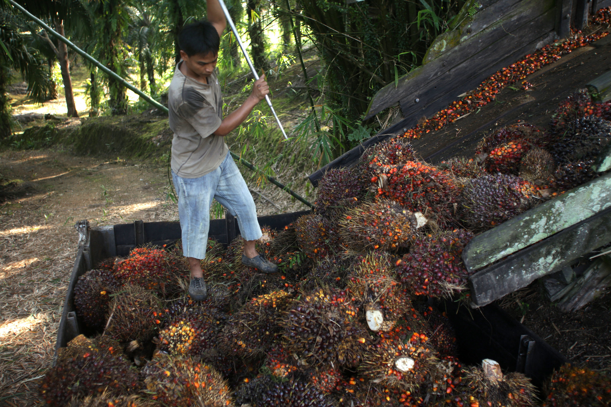 Palm oil, migrant workers, indigenous peoples and corporations ...